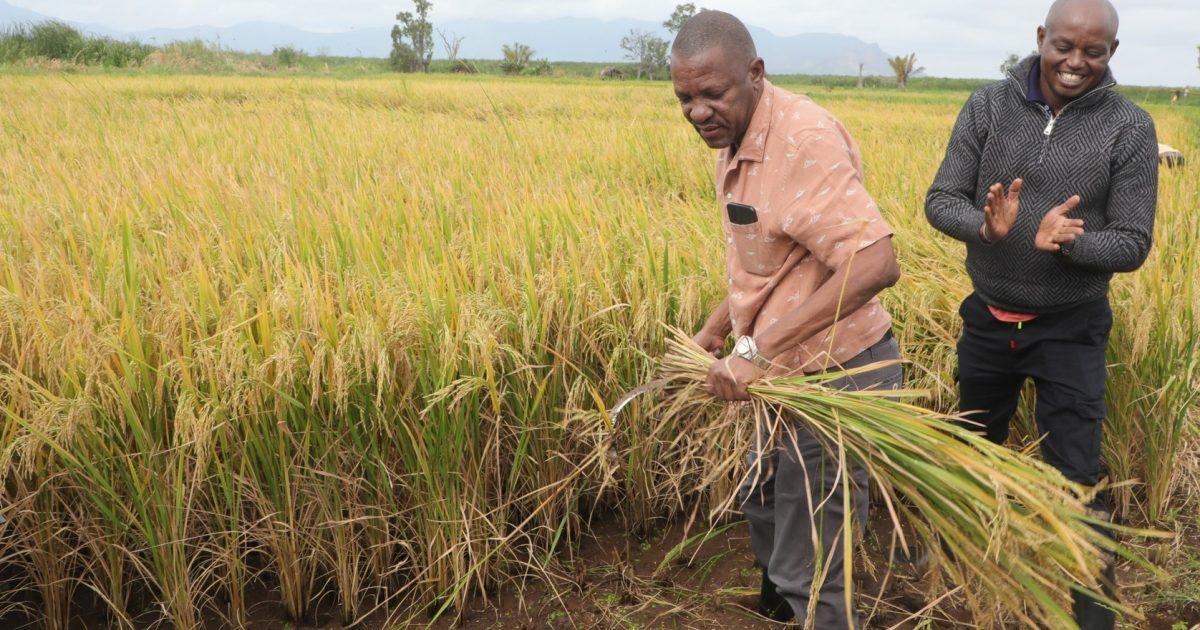 Taita Taveta embarks on rice production to bridge national deficit ...