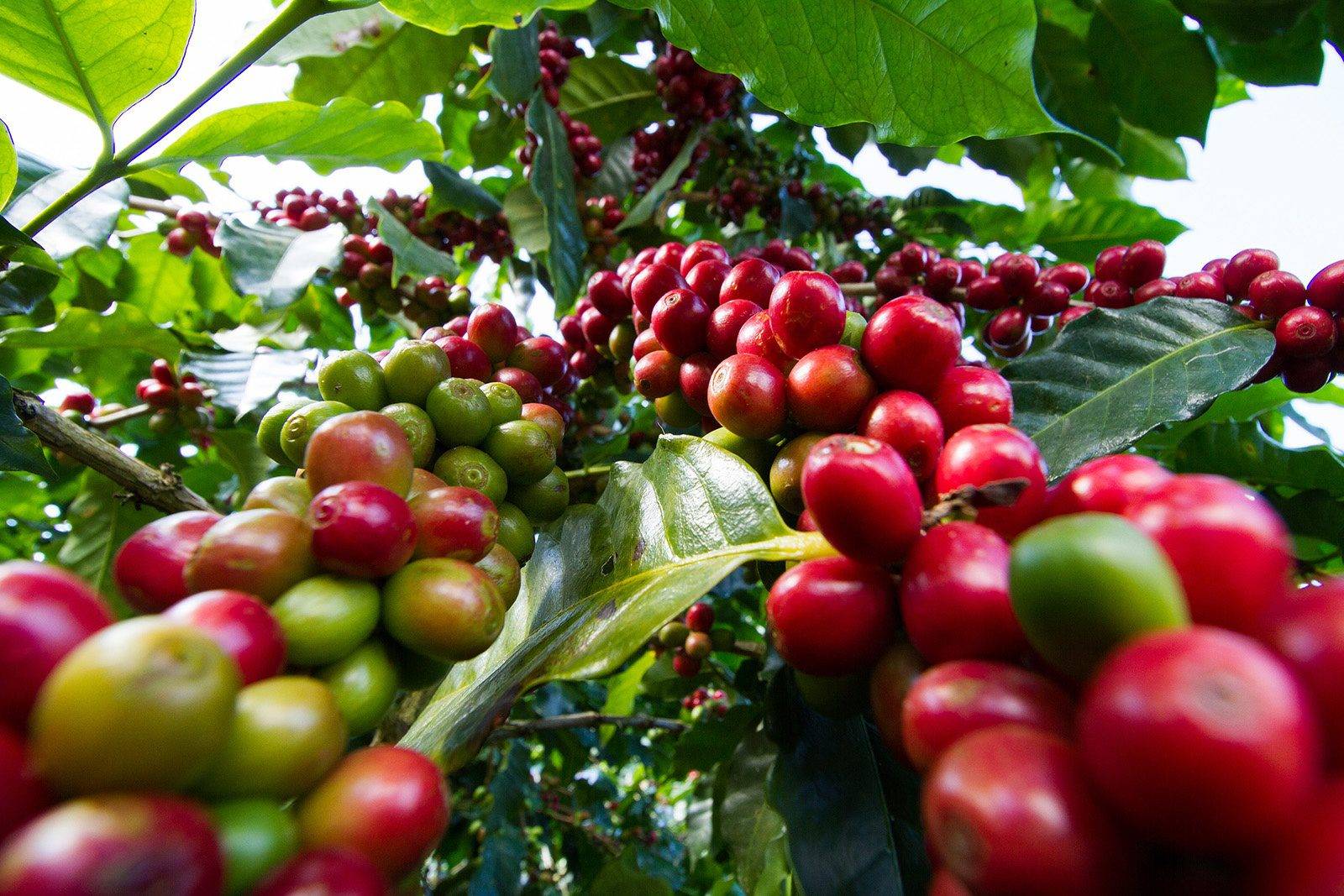 Government unveils plans to boost coffee production - sauce.co.ke