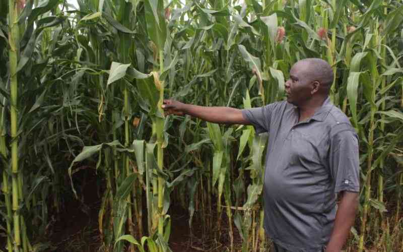 Farmers urged to adopt BT maize to improve production - sauce.co.ke