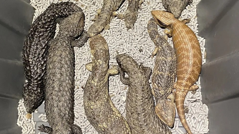 Hundreds of lizards seized in police bust treated and released - sauce ...
