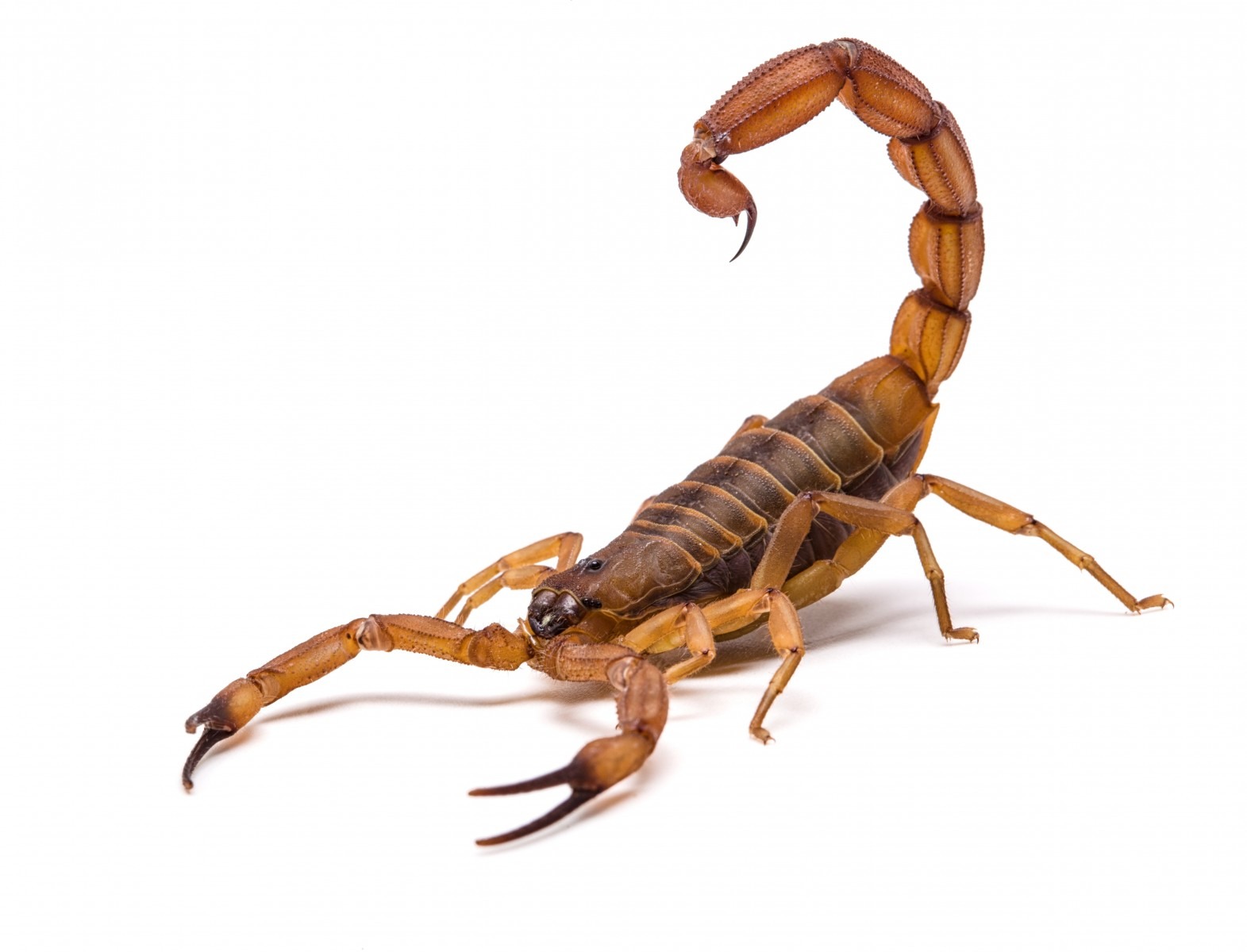 Man sues Las Vegas hotel after a scorpion stung him in testicles ...