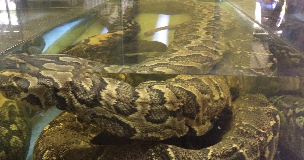 Legendary Omieri snake to be exhibited as part of Kisumu Fish Fiesta ...