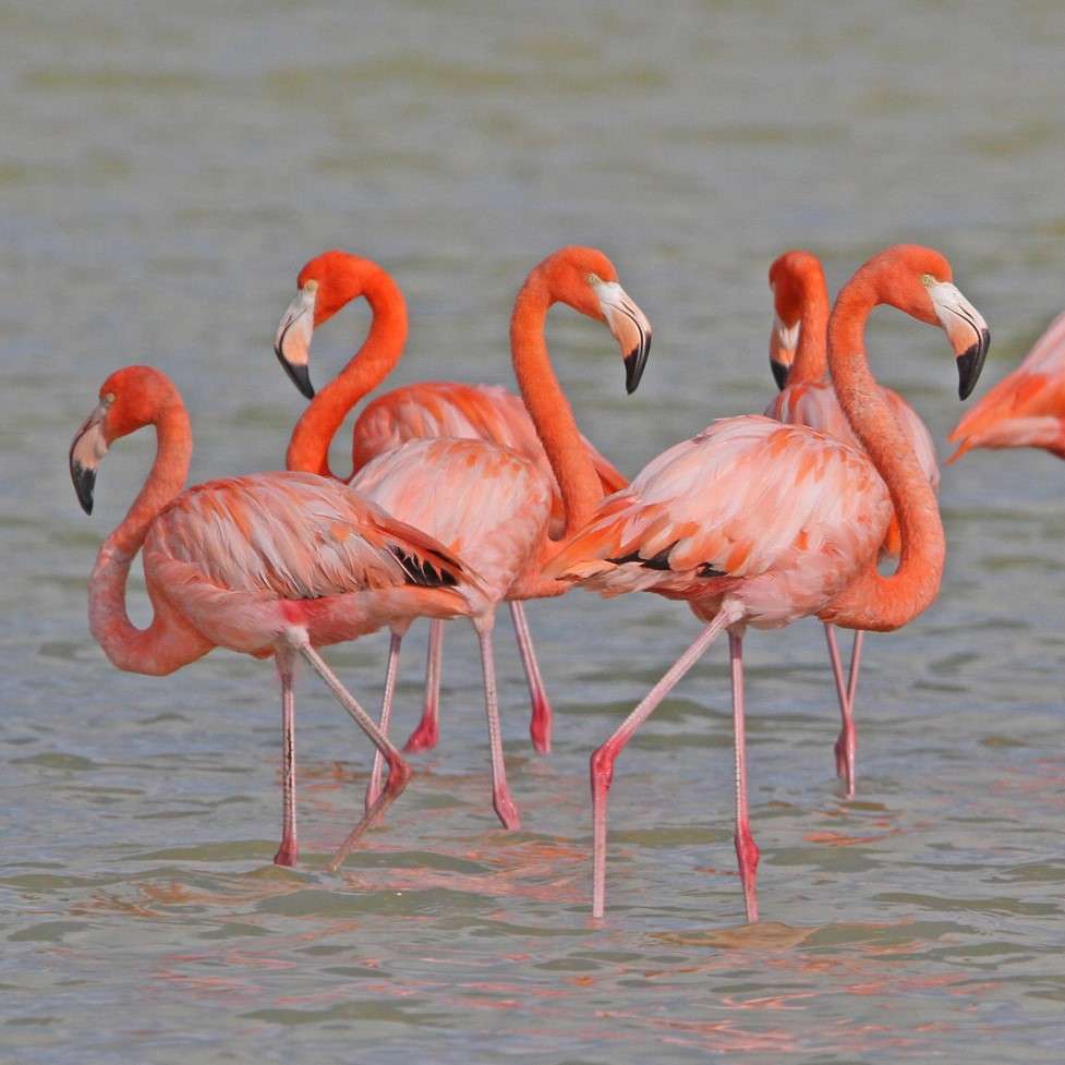 Hotel Owner Arrested in Bomet for Selling Flamingo Meat to Unsuspecting ...