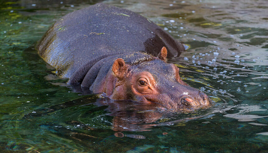 Man Killed in Hippopotamus Attack in Murang’a County - sauce.co.ke