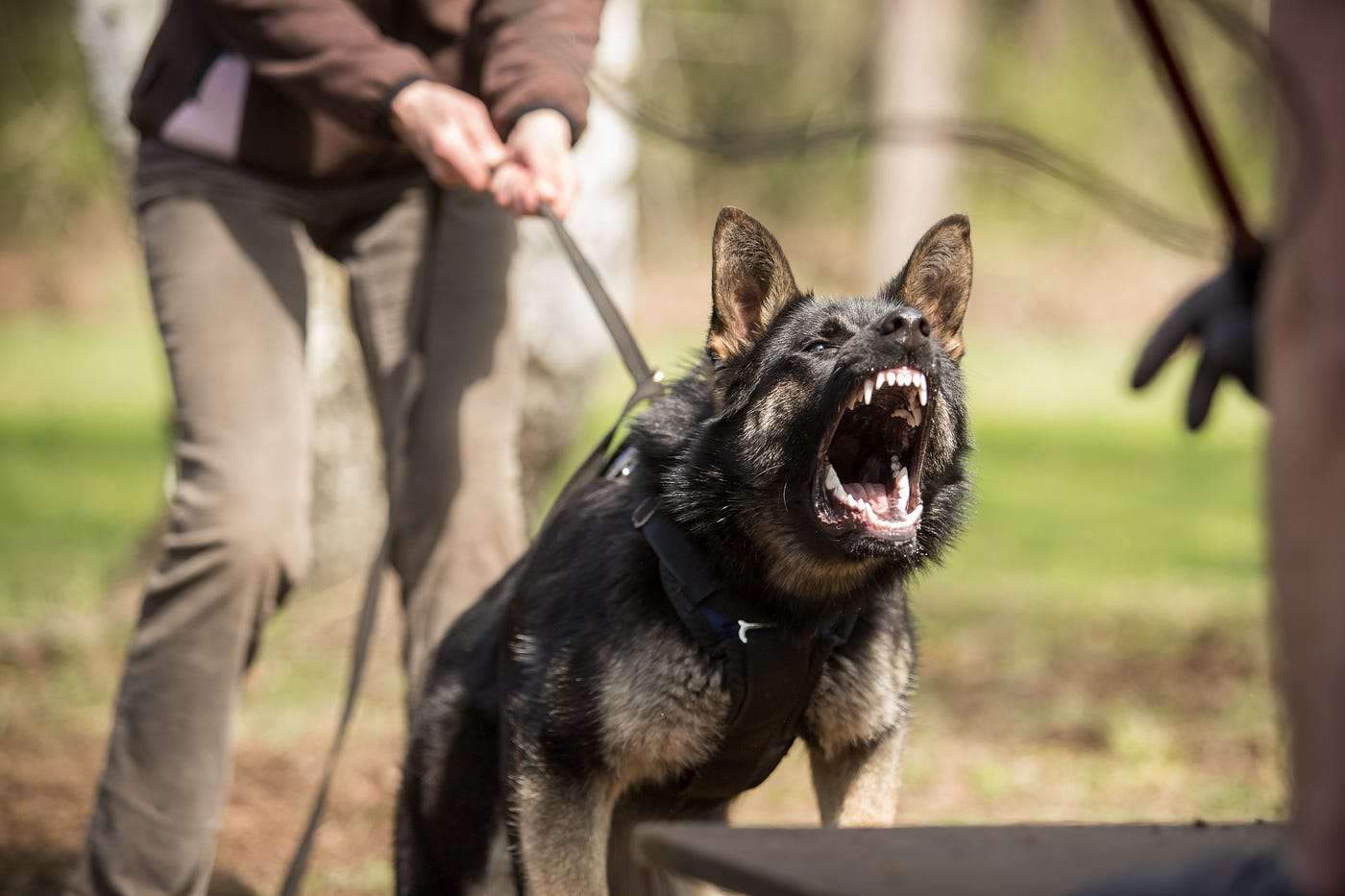 Police Dog Attacks Handler While Attempting to Bite Civilian - sauce.co.ke